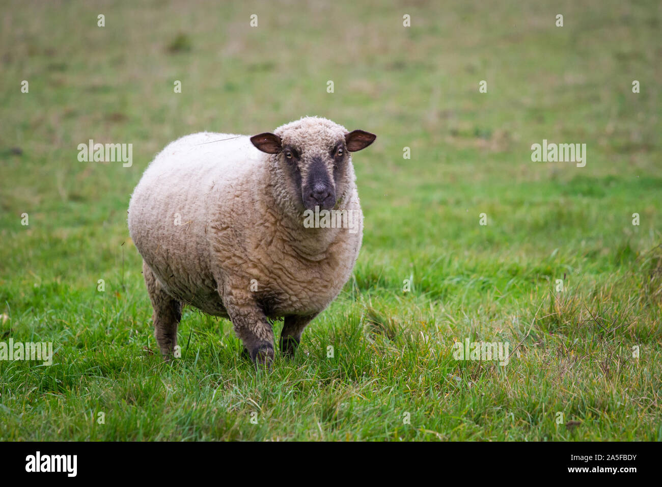 Shropshire sheep portrait hi-res stock photography and images - Alamy