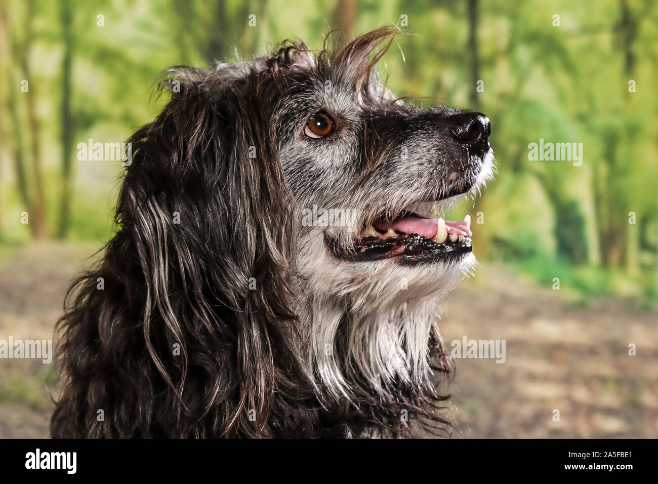 Dogs shot in Studio on black and natural backgrounds. Posing and ...