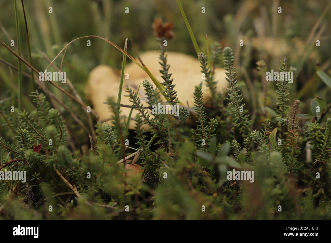 Cavalier mushroom hi-res stock photography and images - Alamy