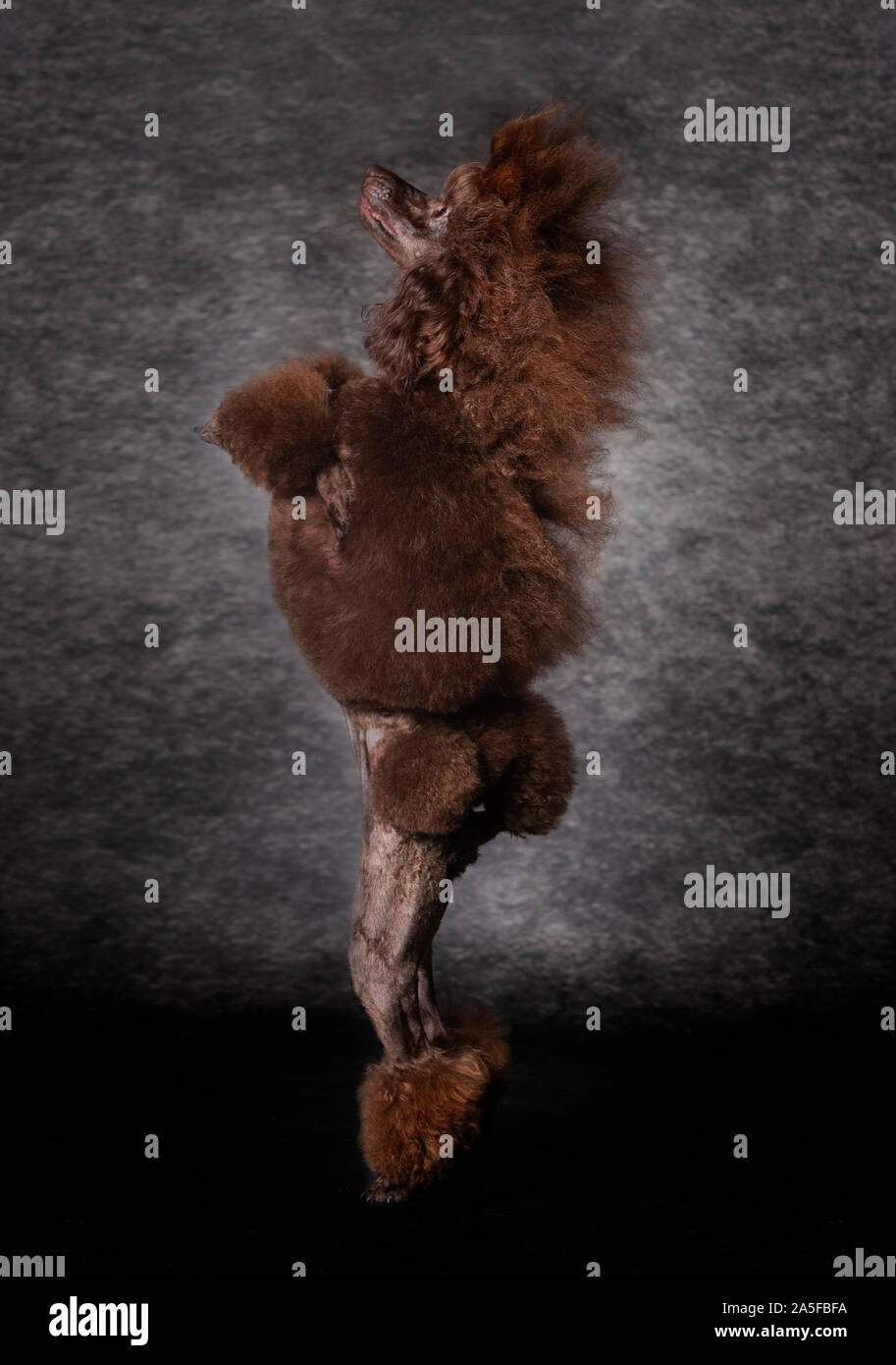 Brown giant Poodle dog in studio with black background Stock Photo - Alamy