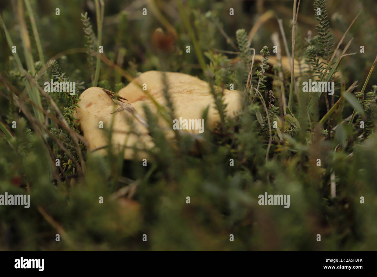 Spring cavalier or melanoleuca cognata toad stool Stock Photo - Alamy