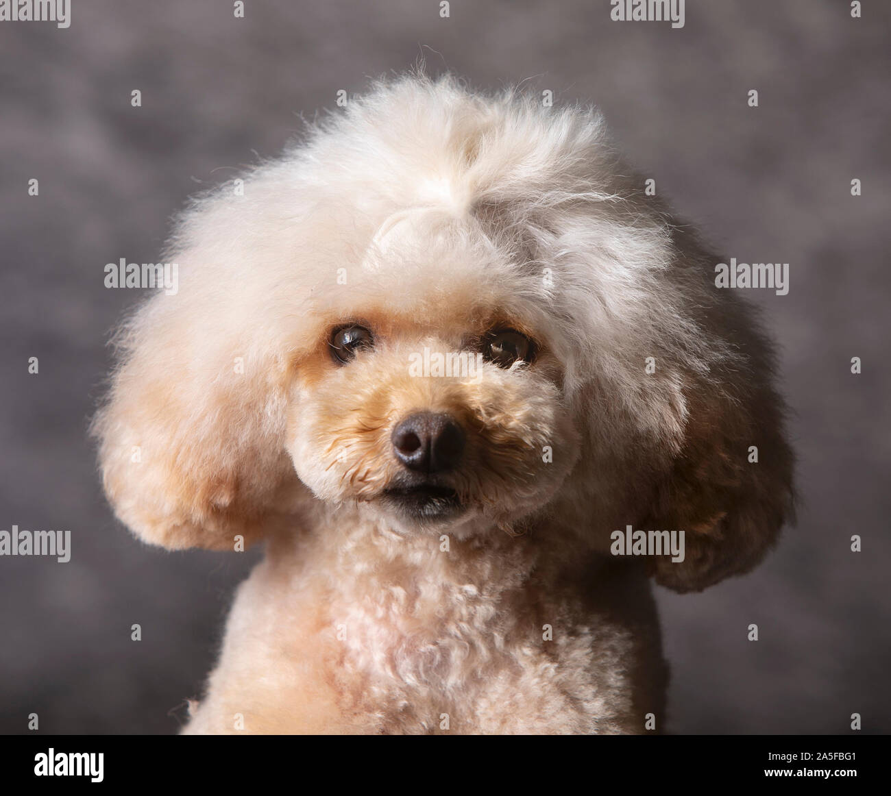Cream medium poodle dog in studio with grey background Stock Photo - Alamy