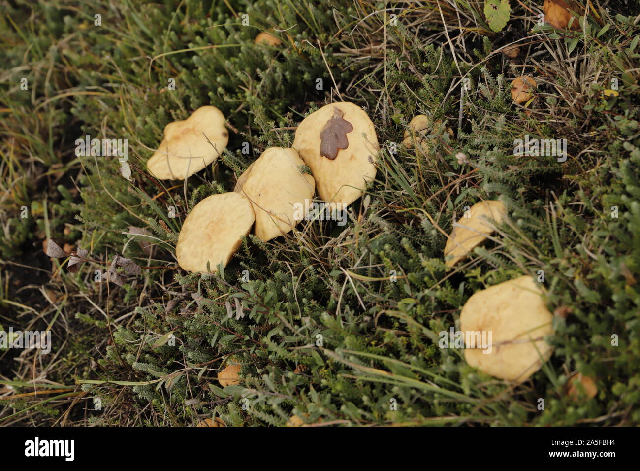 Cavalier mushroom hi-res stock photography and images - Alamy