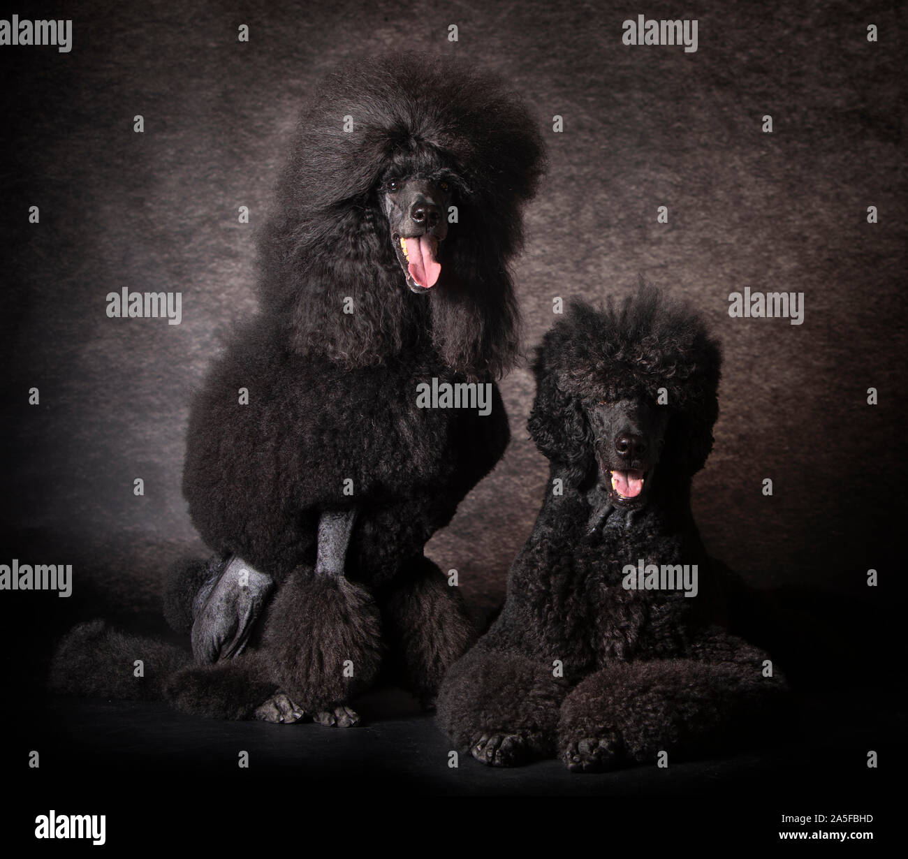 Couple of Black giant Poodle dog in studio with black background Stock ...