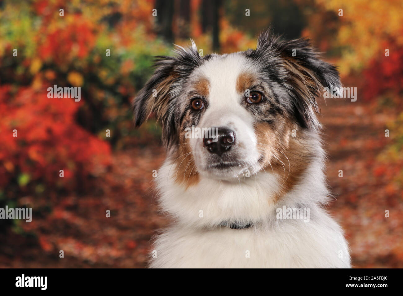 Dogs shot in Studio on black and natural backgrounds. Posing and ...
