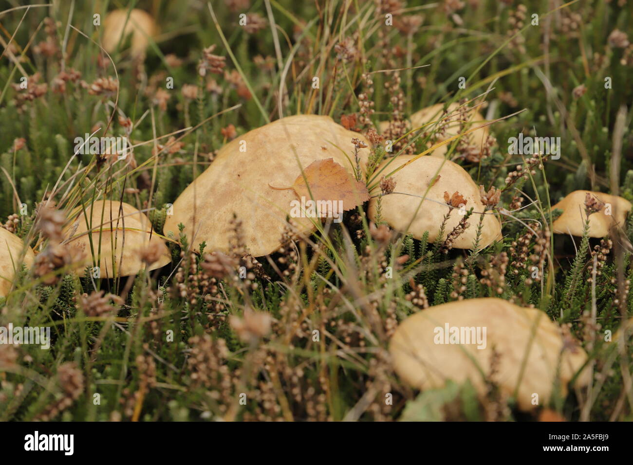 Cavalier mushroom hi-res stock photography and images - Alamy