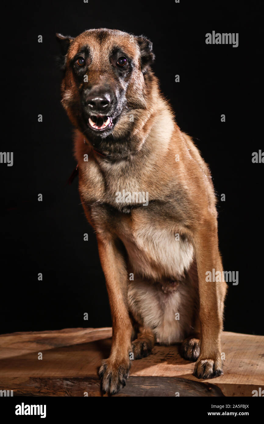 Dogs shot in Studio on black and natural backgrounds. Posing and ...