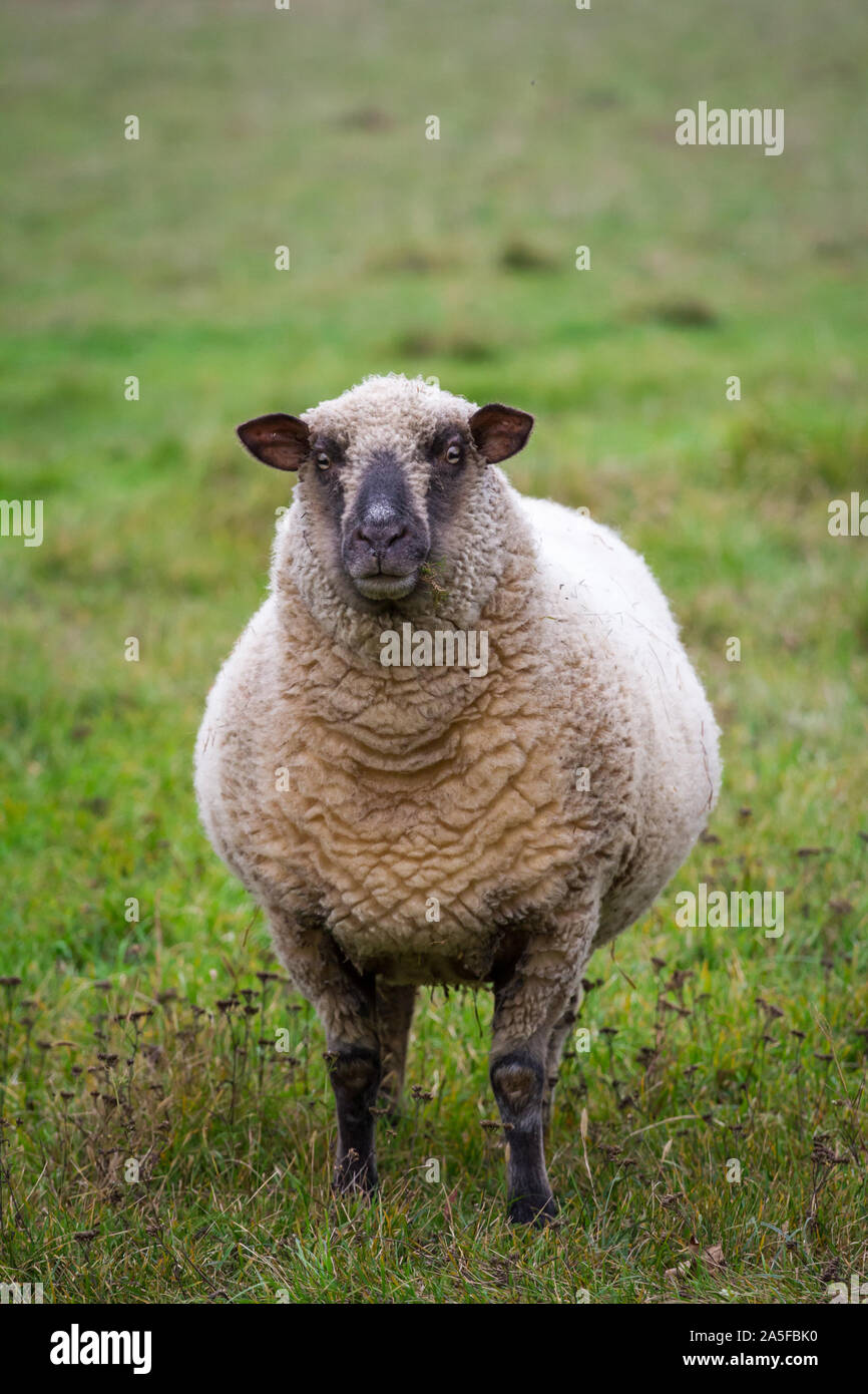 Shropshire sheep hi-res stock photography and images - Alamy