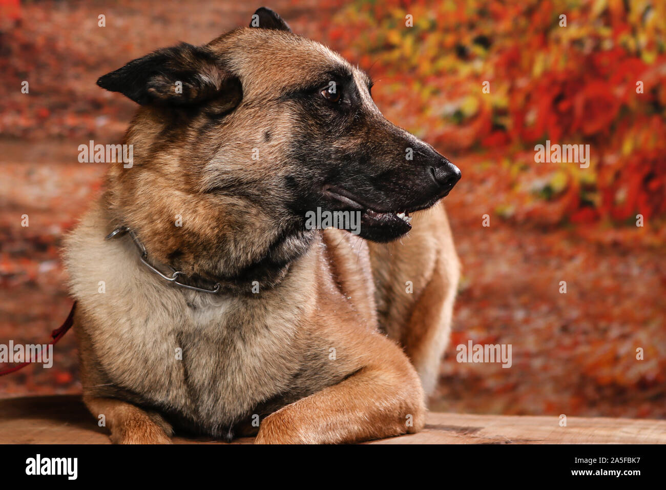 Dogs shot in Studio on black and natural backgrounds. Posing and ...