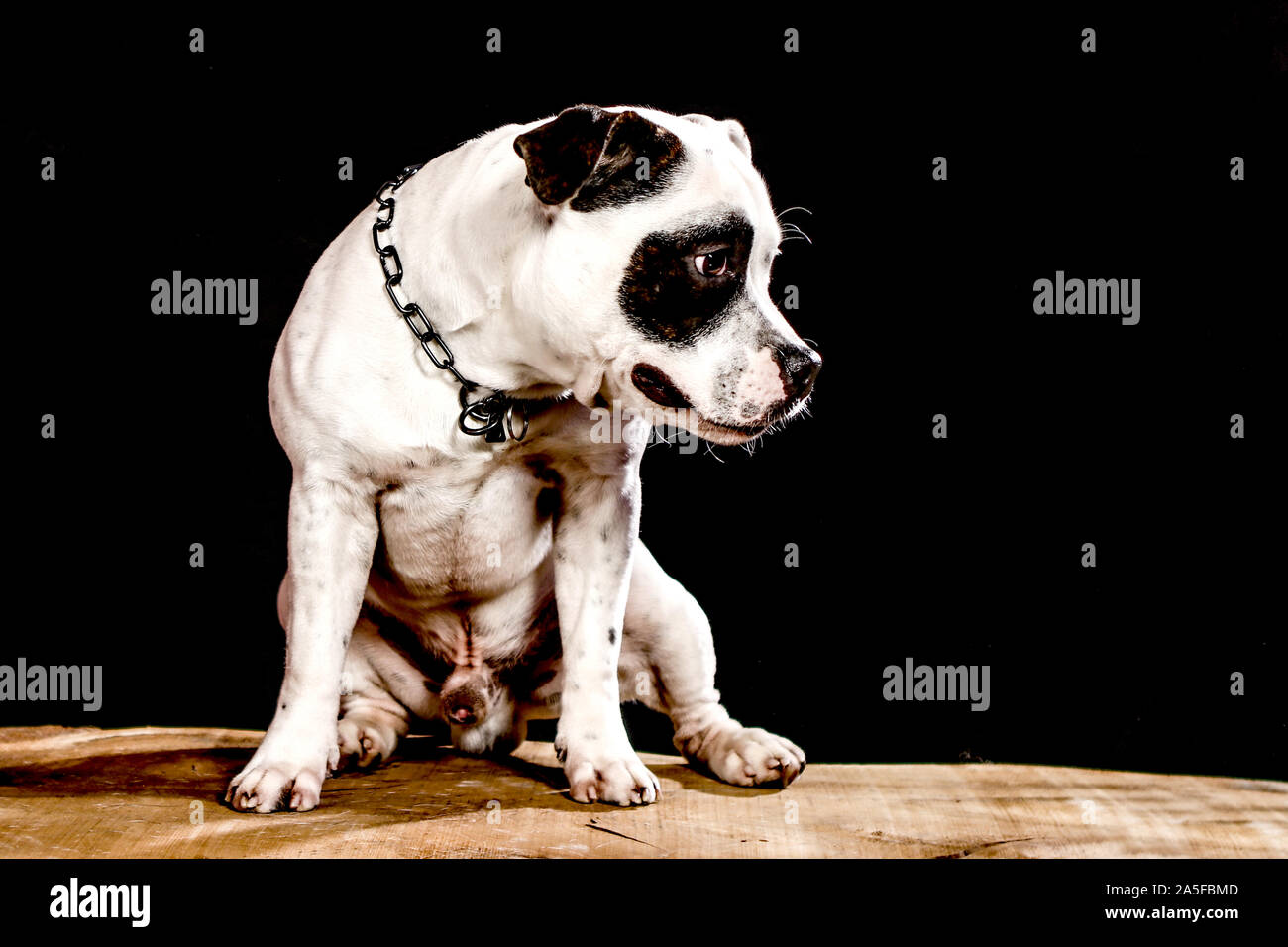 Dogs shot in Studio on black and natural backgrounds. Posing and ...