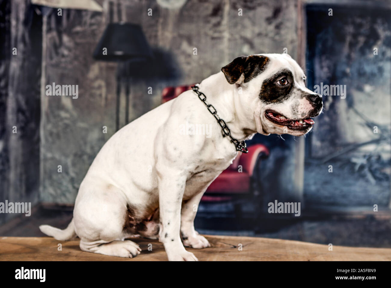Dogs shot in Studio on black and natural backgrounds. Posing and ...