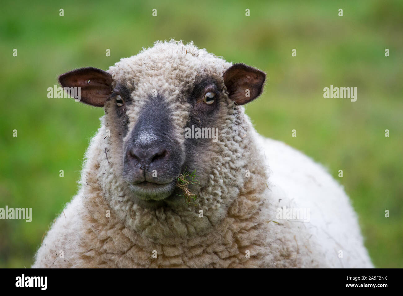 Schaf sheep portrait hi-res stock photography and images - Alamy