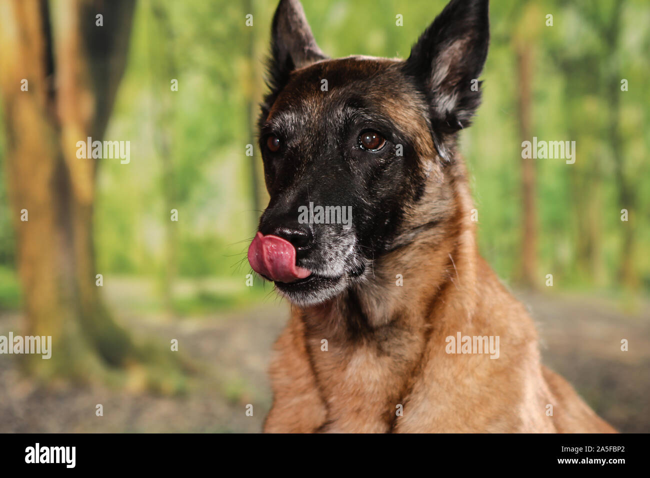 Dogs shot in Studio on black and natural backgrounds. Posing and ...