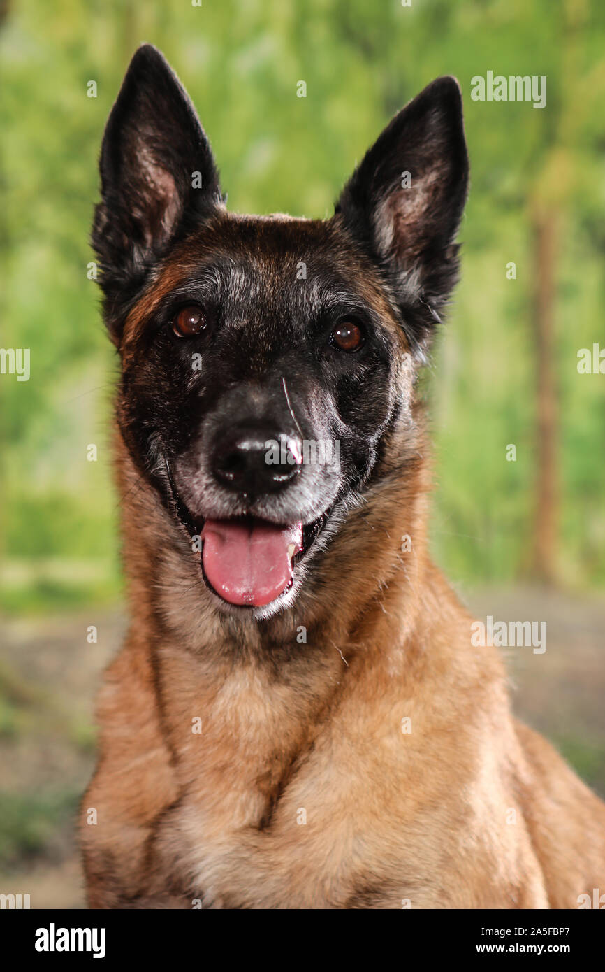 Dogs shot in Studio on black and natural backgrounds. Posing and ...