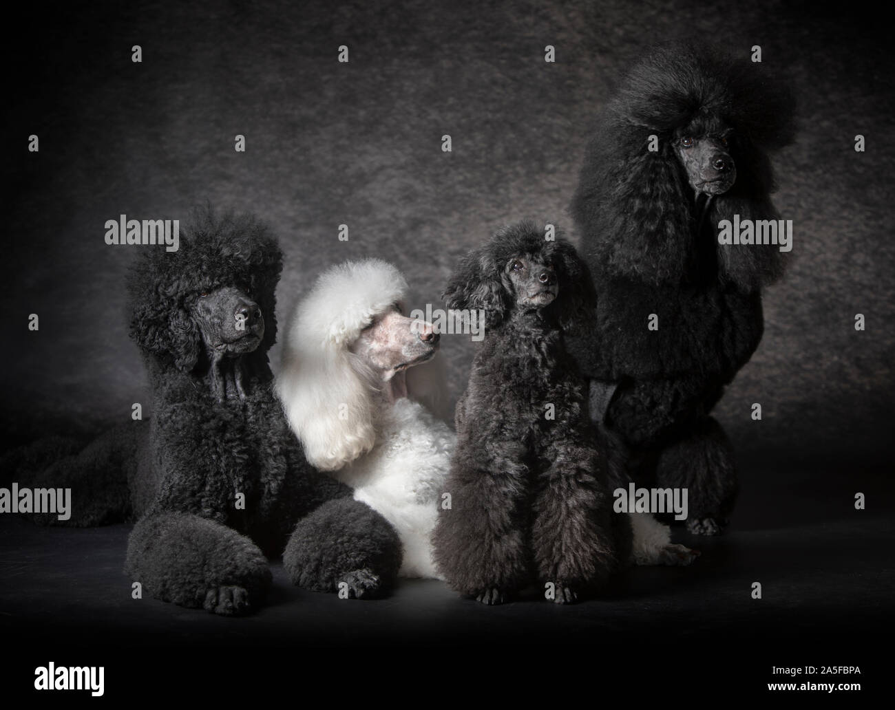 Four Black giant Poodle dog together in studio with black background ...