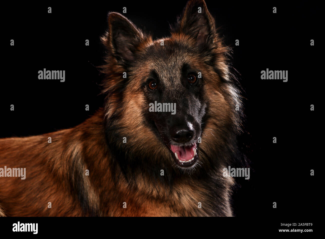 Dogs shot in Studio on black and natural backgrounds. Posing and ...