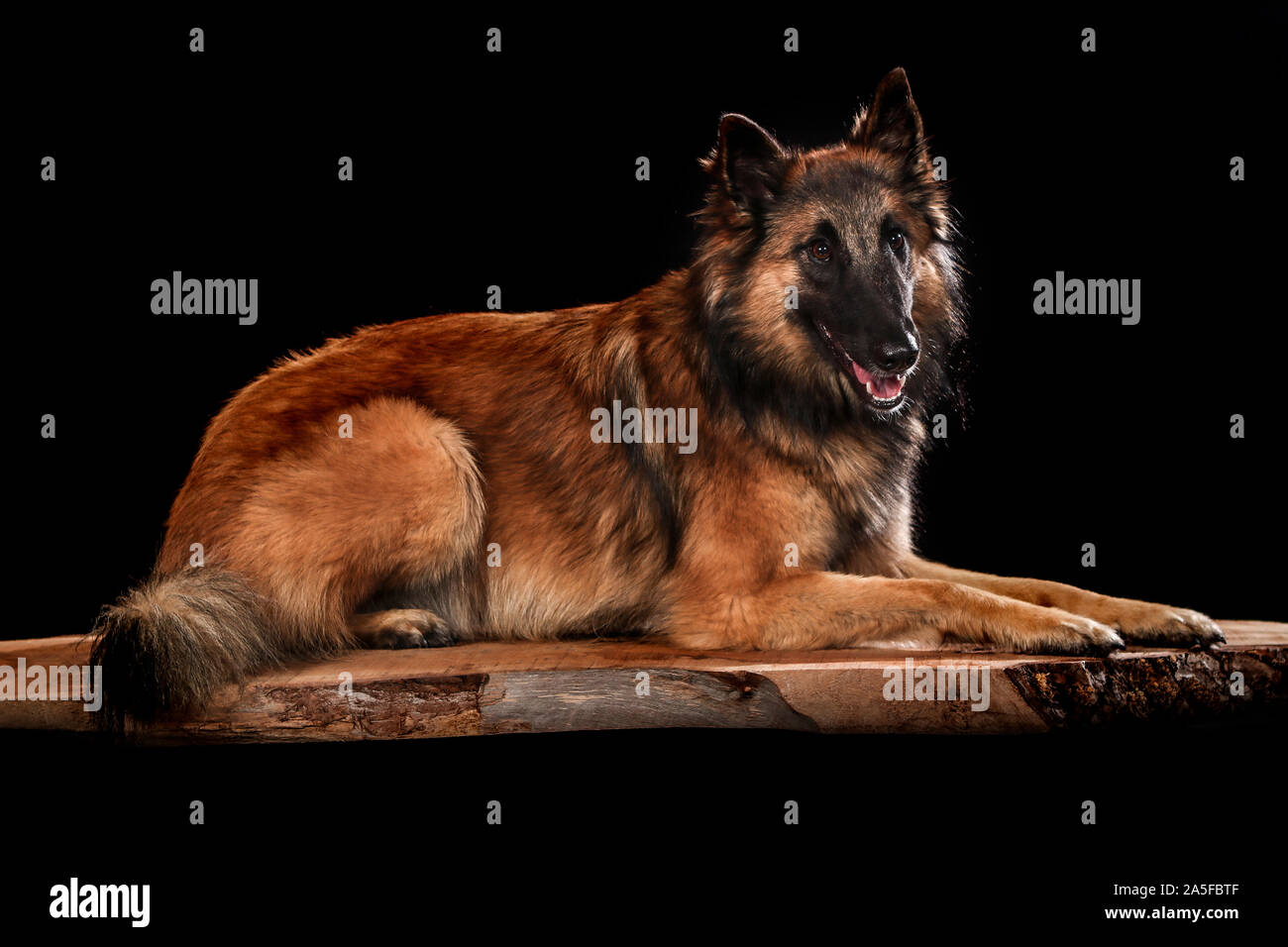 Dogs shot in Studio on black and natural backgrounds. Posing and ...
