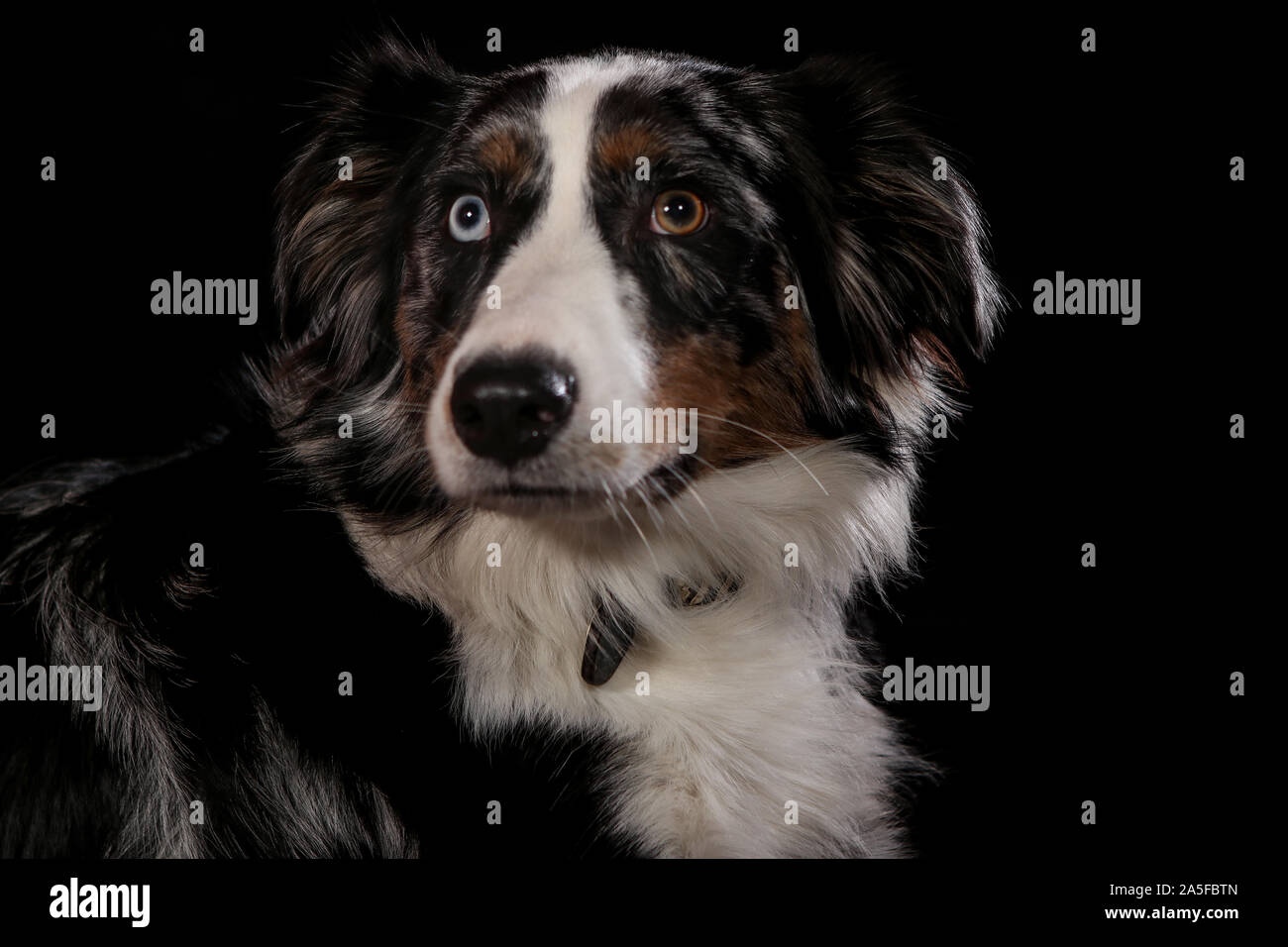 Dogs shot in Studio on black and natural backgrounds. Posing and ...
