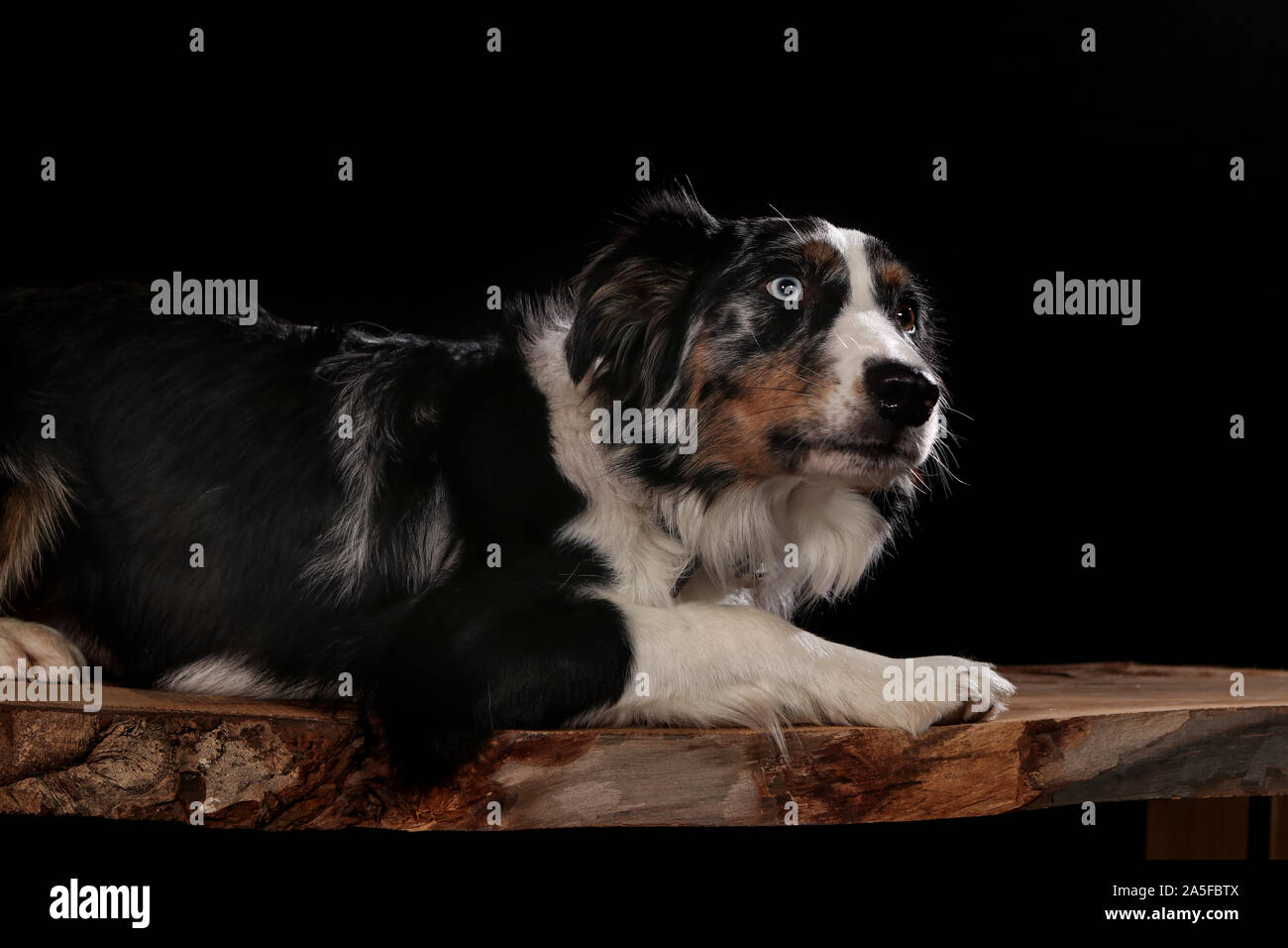 Dogs shot in Studio on black and natural backgrounds. Posing and ...