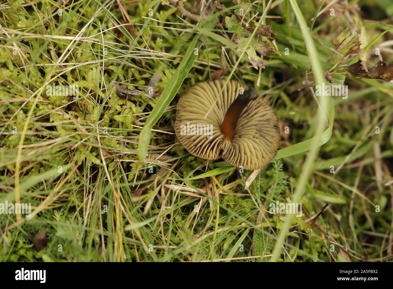 Spring cavalier or melanoleuca cognata toad stool Stock Photo - Alamy