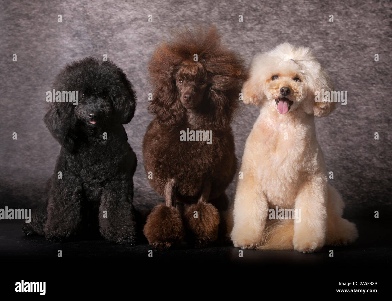 Three standard poodle in hi-res stock photography and images - Alamy