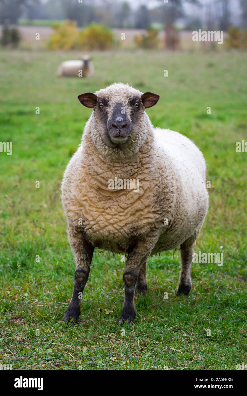 Shropshire sheep hi-res stock photography and images - Alamy