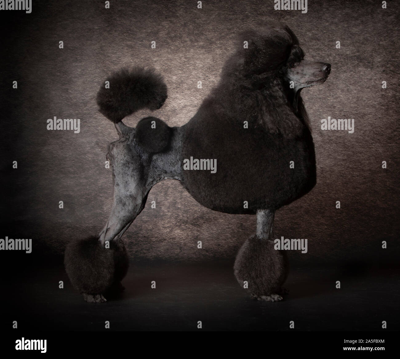 Black giant Poodle dog in studio with black background Stock Photo - Alamy
