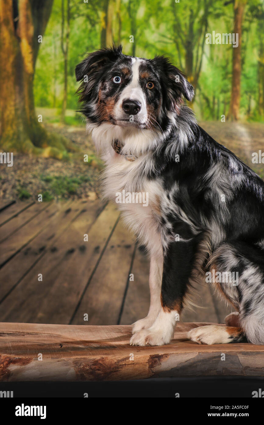 Dogs shot in Studio on black and natural backgrounds. Posing and ...