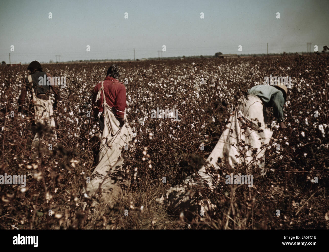Day laborers picking cotton near Clarksdale, Miss. Photograph by Marion ...