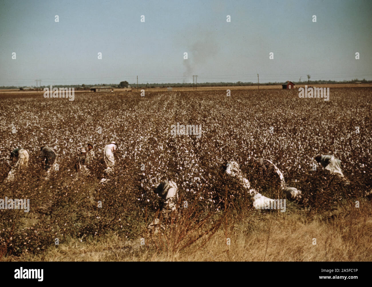 African american day laborer picking hi-res stock photography and ...