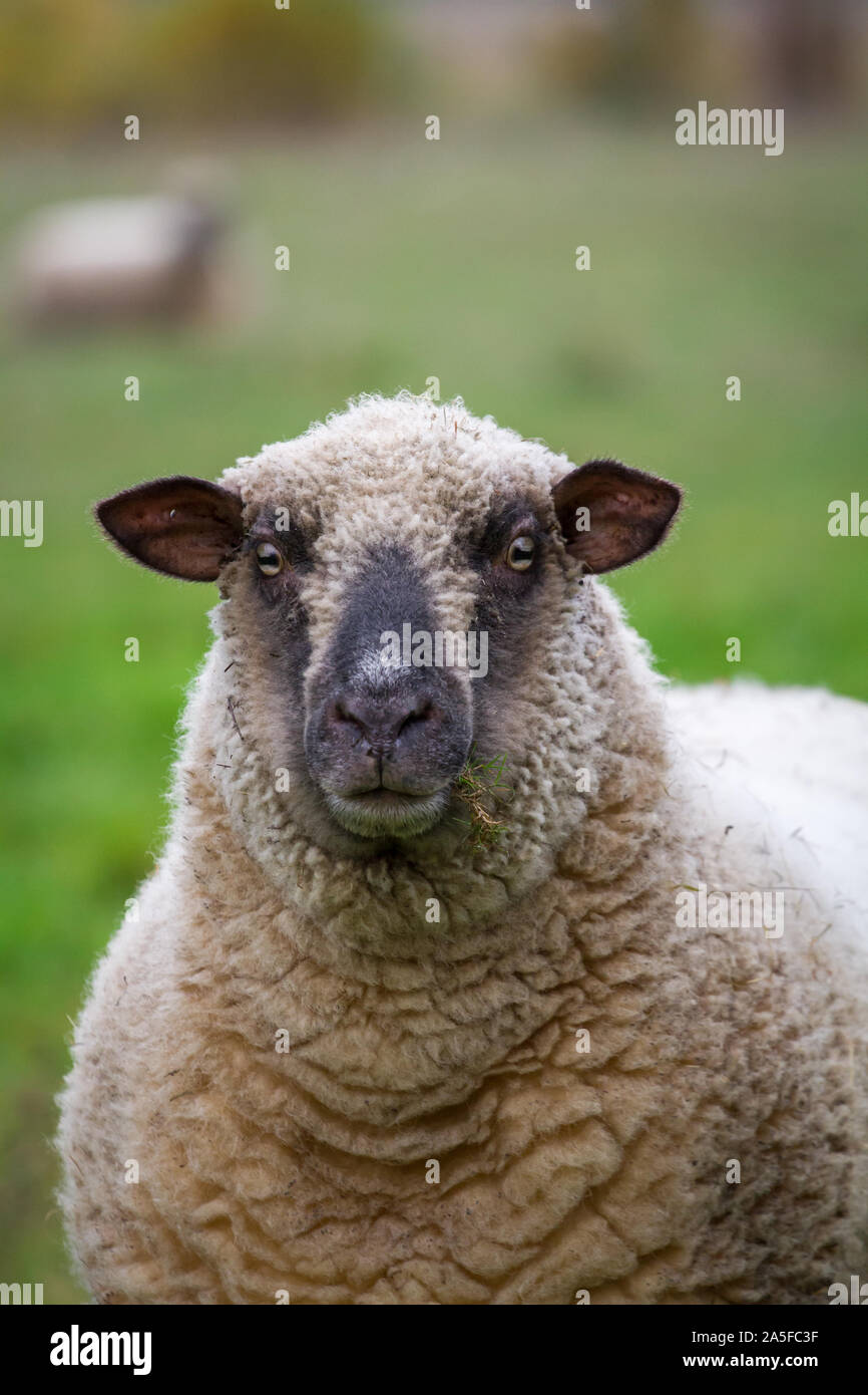 Shropshire sheep portrait hi-res stock photography and images - Alamy