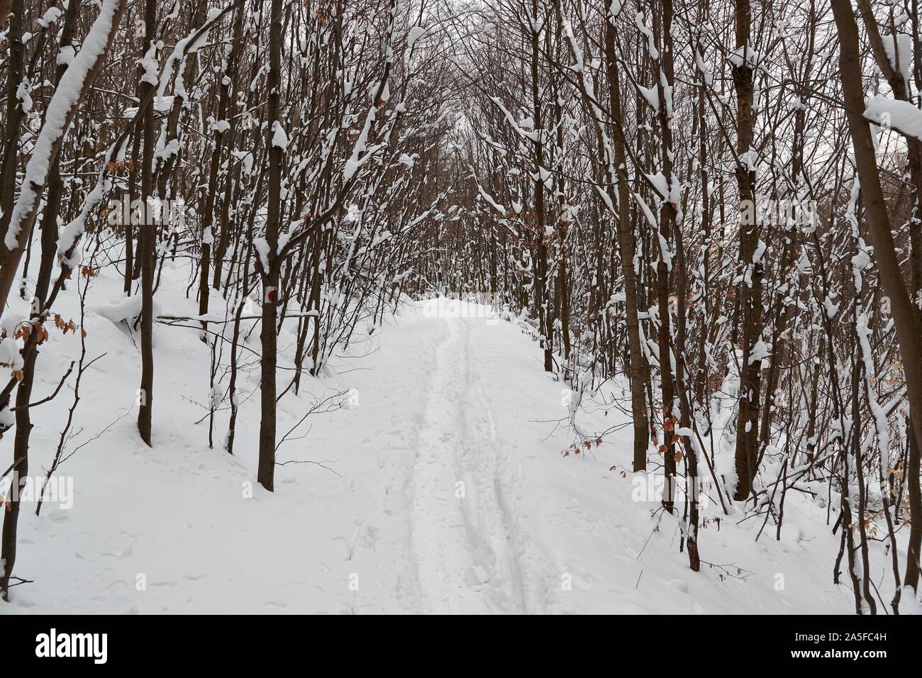 Winter forest path Stock Photo - Alamy