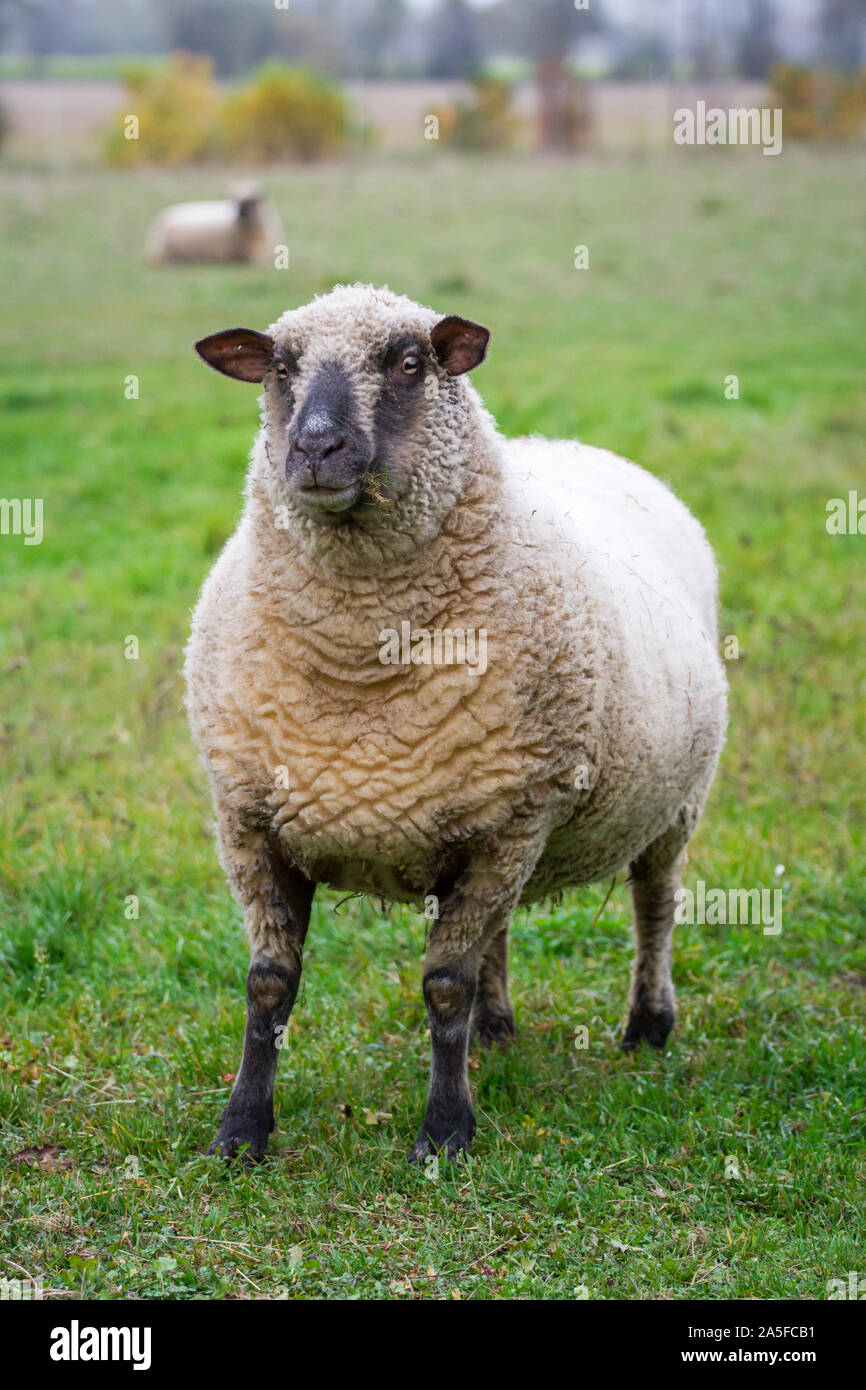 Sheep from the front hi-res stock photography and images - Alamy