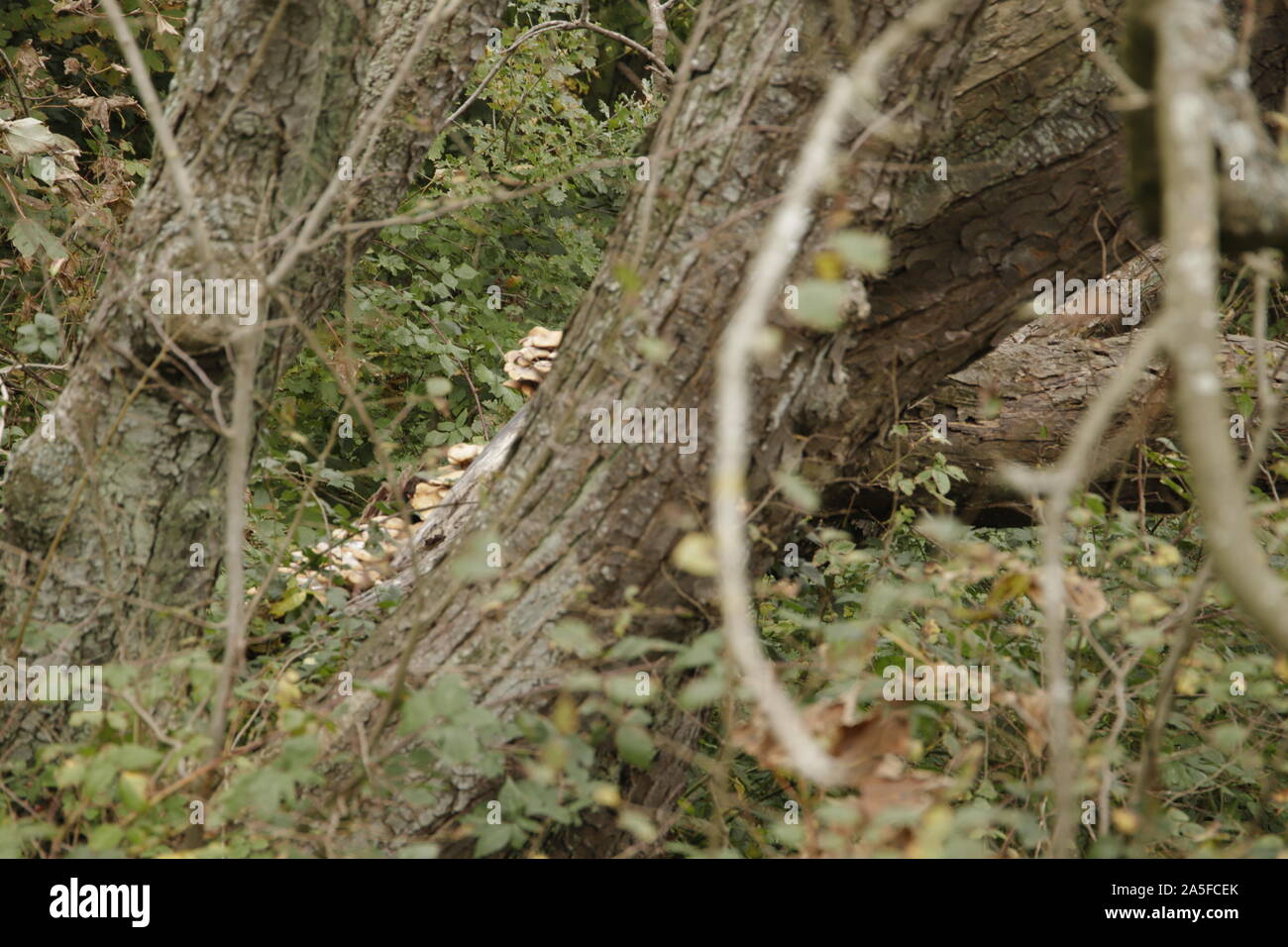 Lumpy bracket fungus grows on tree trunks Stock Photo - Alamy