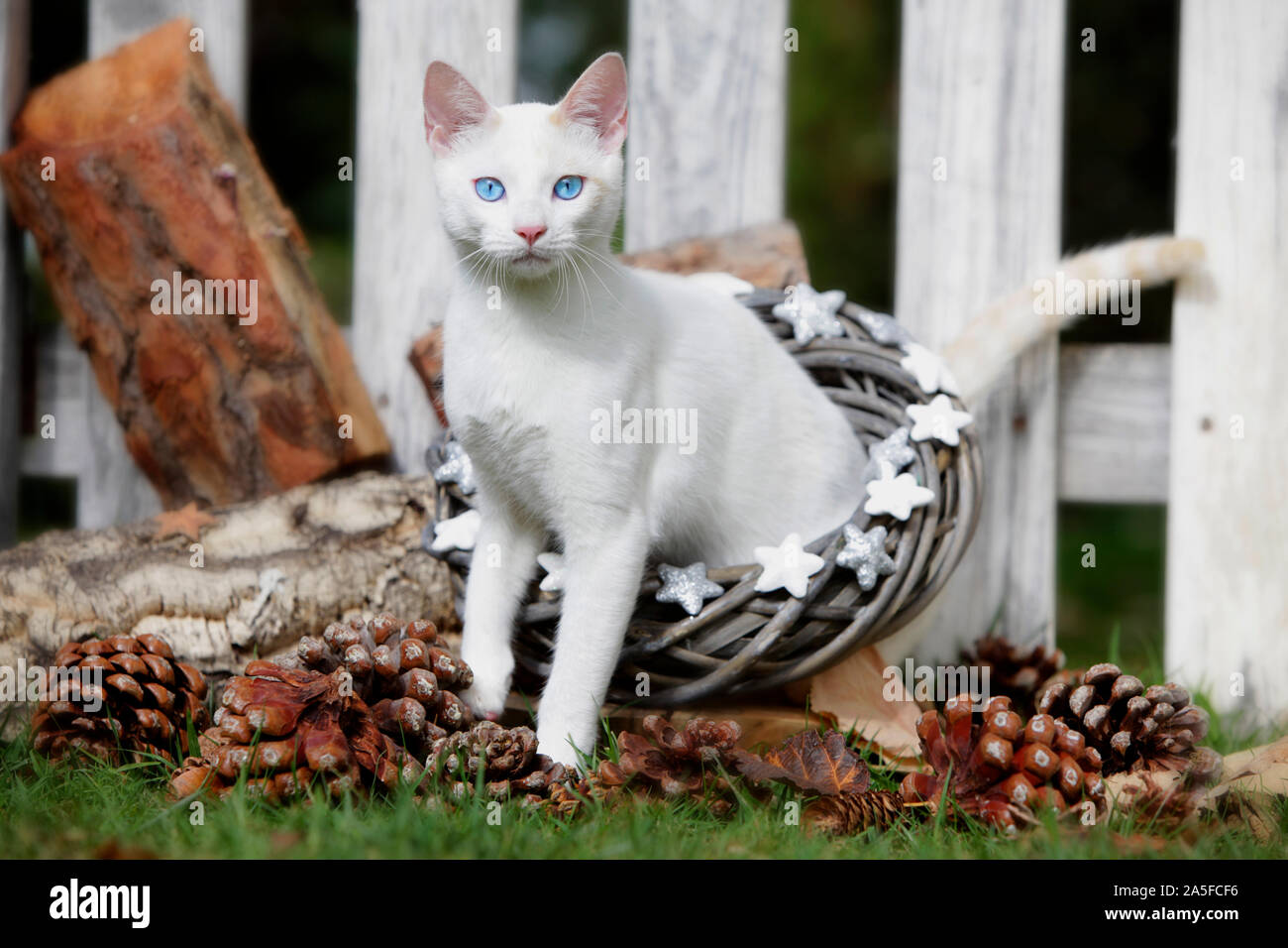 Cute brown white cat mascot hi-res stock photography and images - Alamy