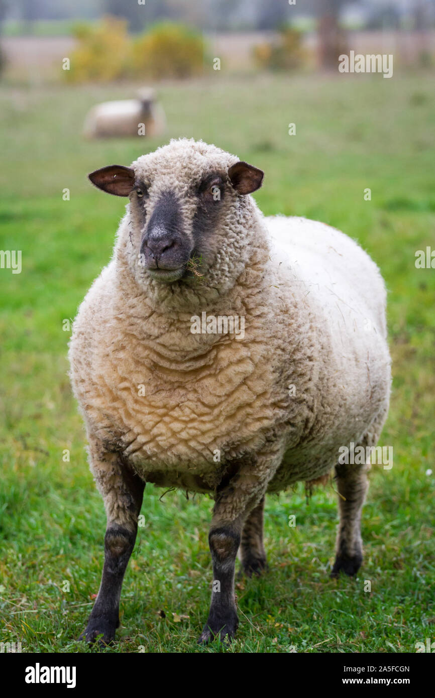 Sheep From The Front High Resolution Stock Photography and Images - Alamy