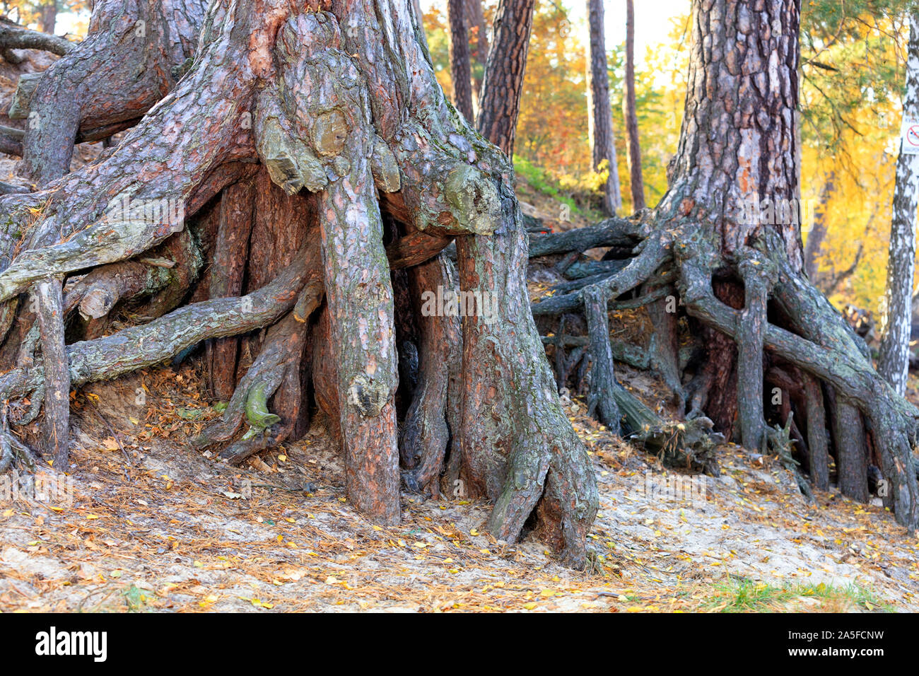 Pine Plant Roots Stock Photos & Pine Plant Roots Stock Images - Alamy