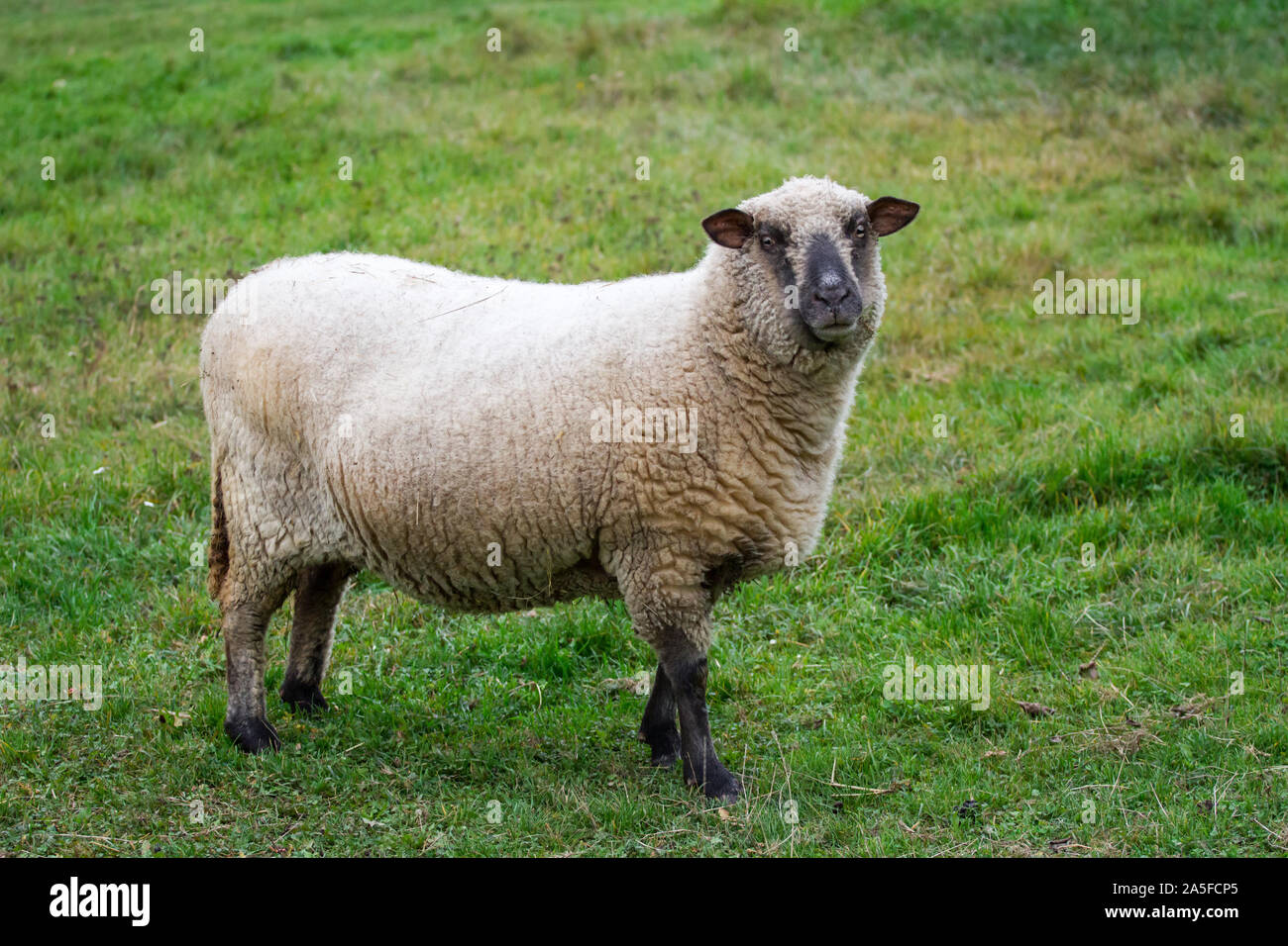 Shropshire sheep portrait hi-res stock photography and images - Alamy