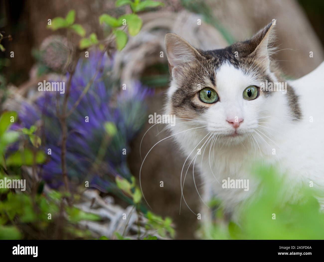 Cat stand in garden with flowers Stock Photo - Alamy