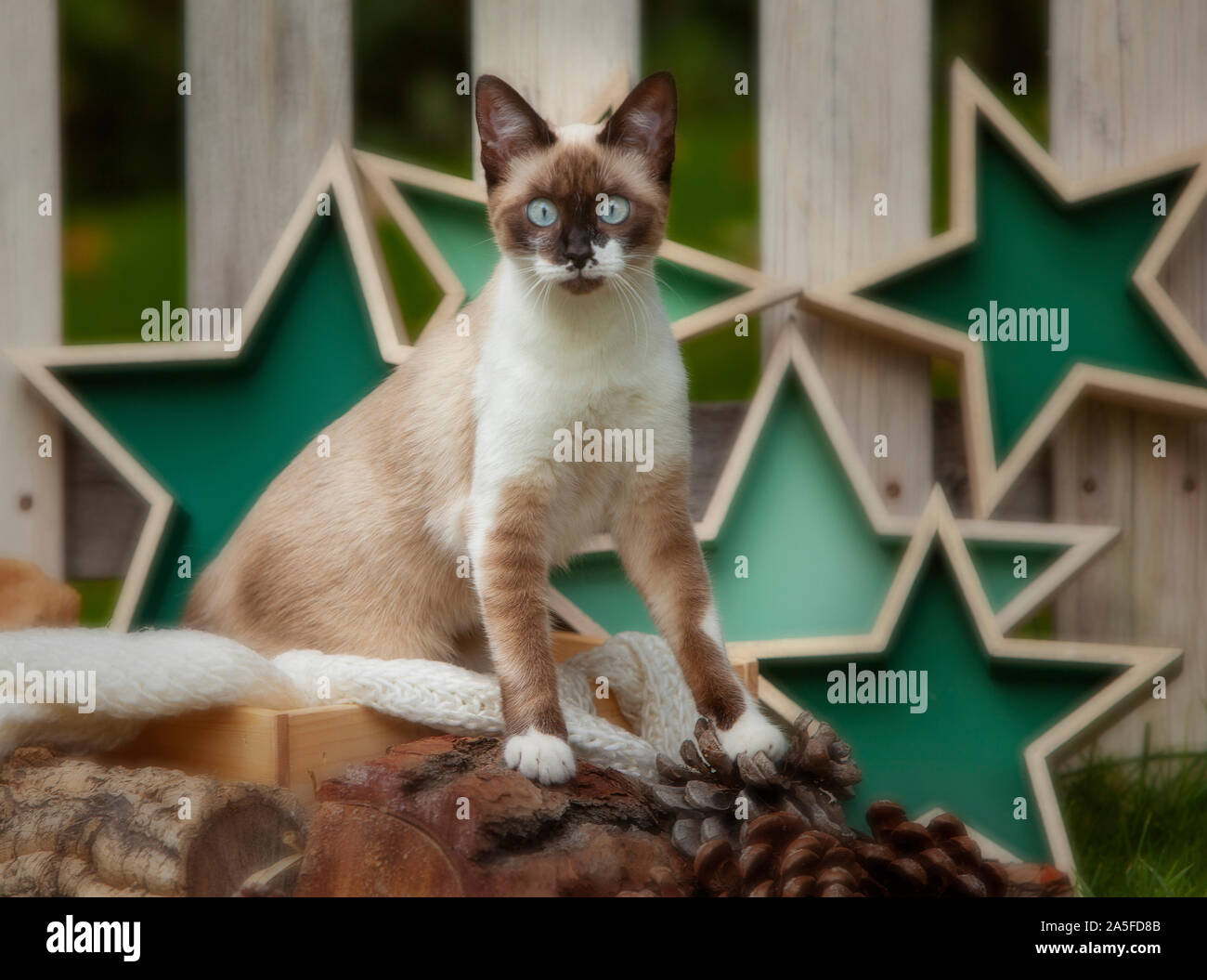 Cat stand in garden with stars decoration Stock Photo - Alamy