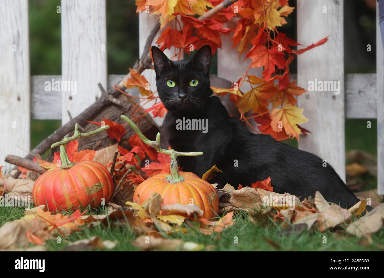 Black cat tree hi-res stock photography and images - Alamy
