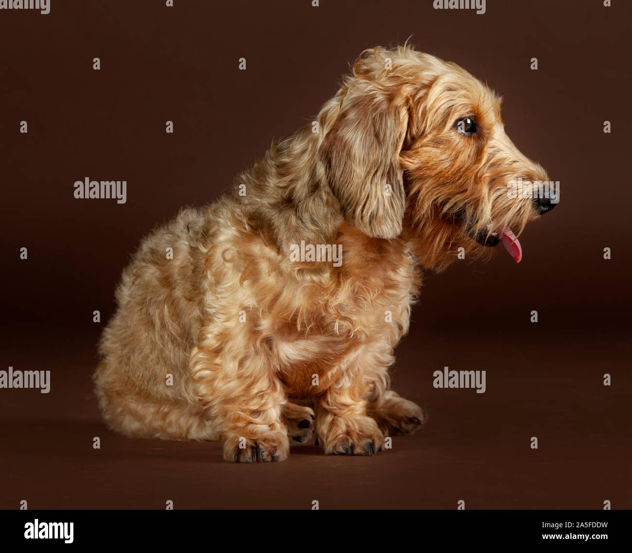 Brindle Dachsund wire hair dog in studio Stock Photo - Alamy