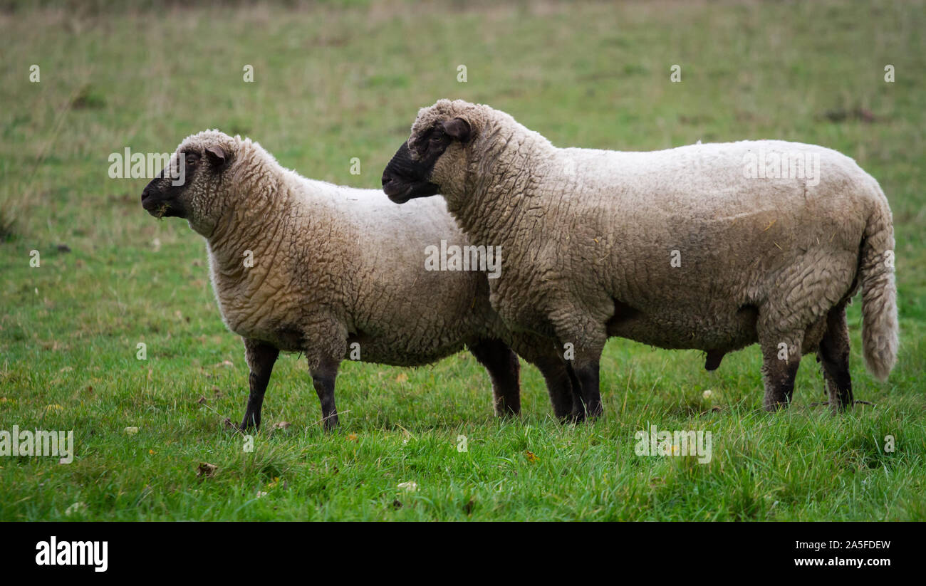 Two Shropshire sheep Stock Photo - Alamy
