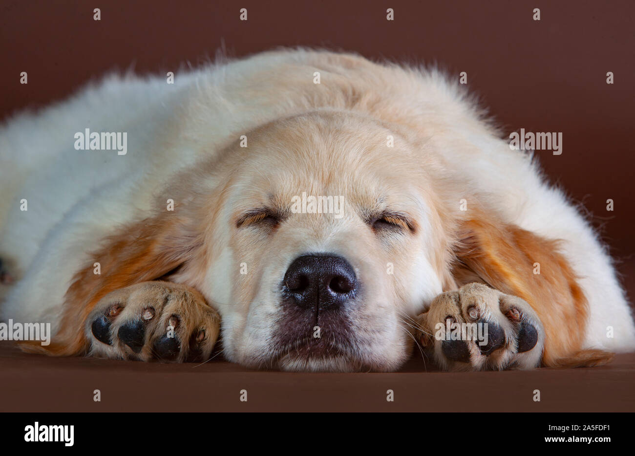 Puppy Golden retriever dog sleeping in studio with brown background ...
