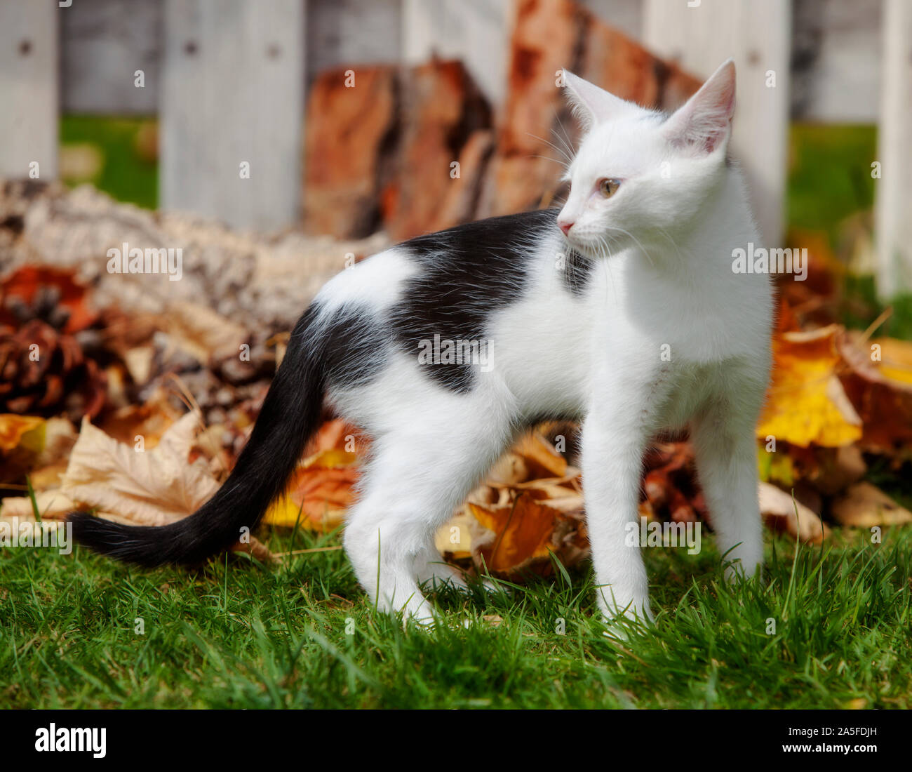 Cat stand in garden Stock Photo - Alamy