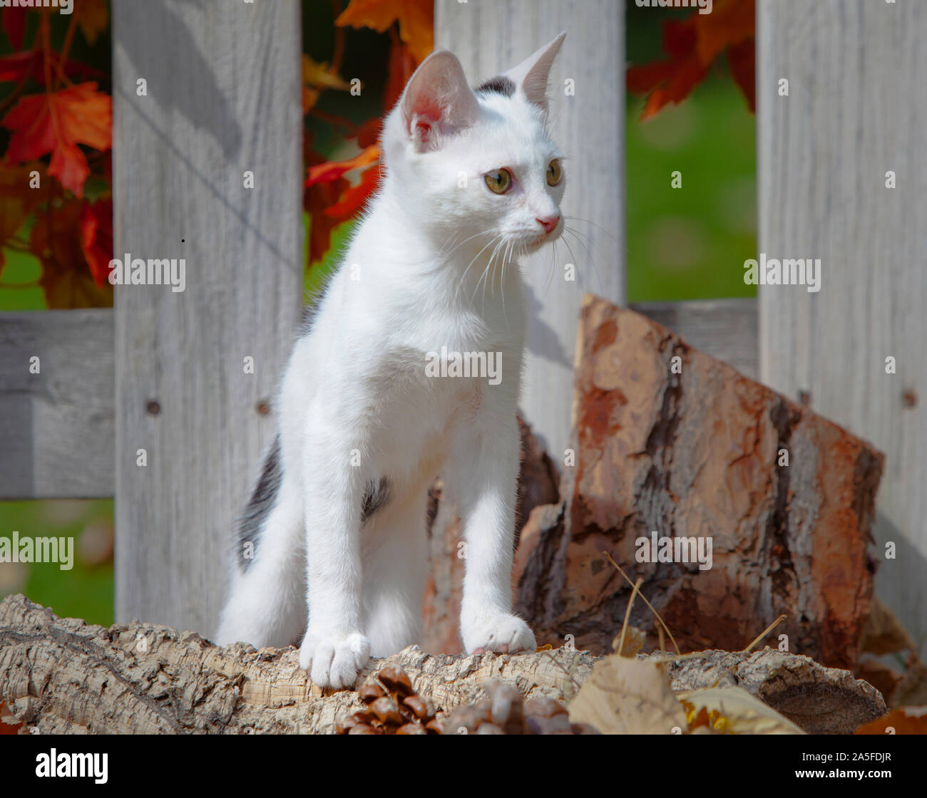 Cat stand in garden Stock Photo - Alamy