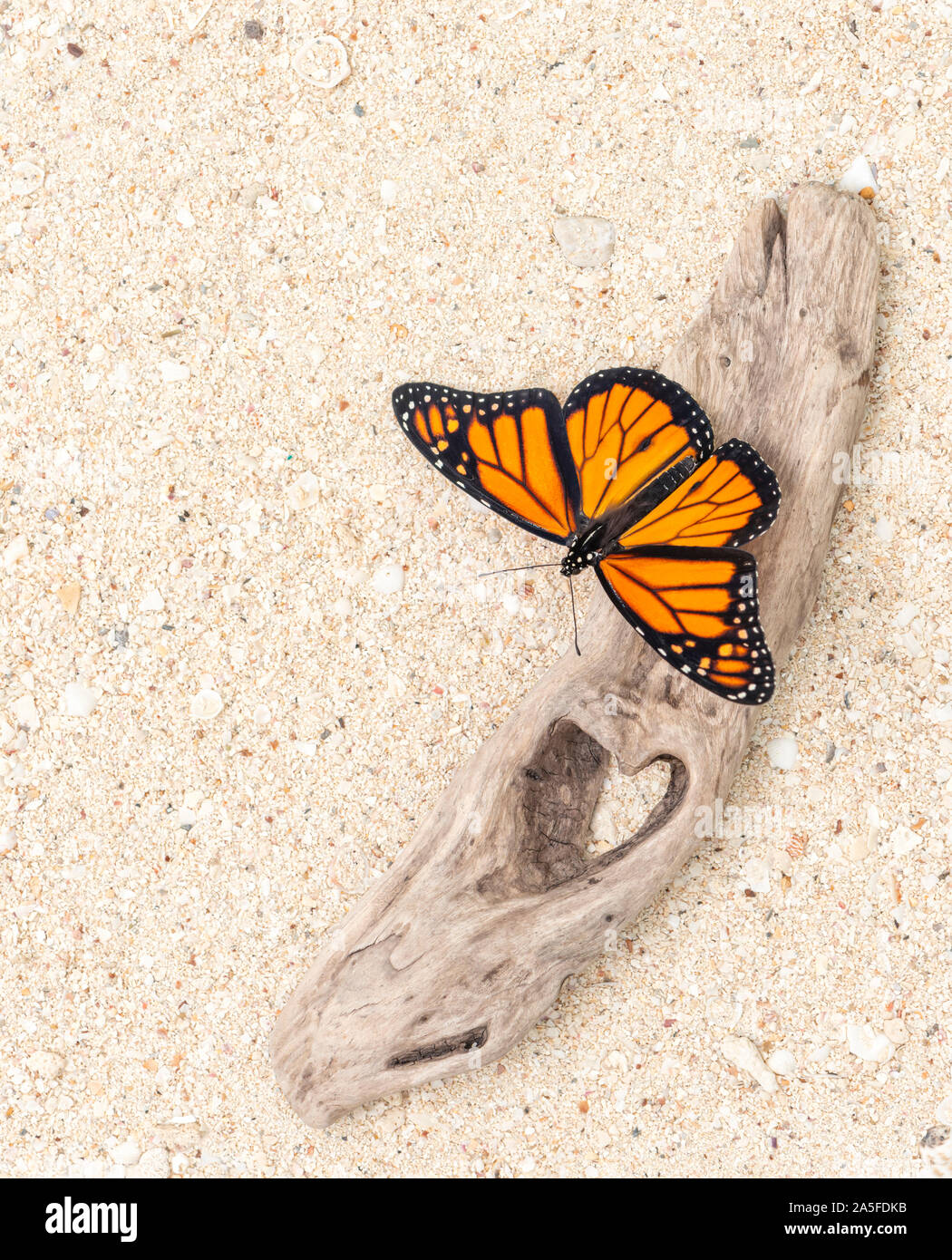 Fluttershy Butterfly X Shape