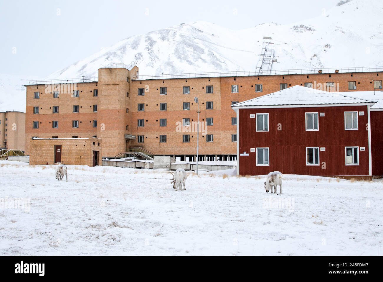 Pyramiden, Norway - August 2017: Reindeer searching for food in front ...