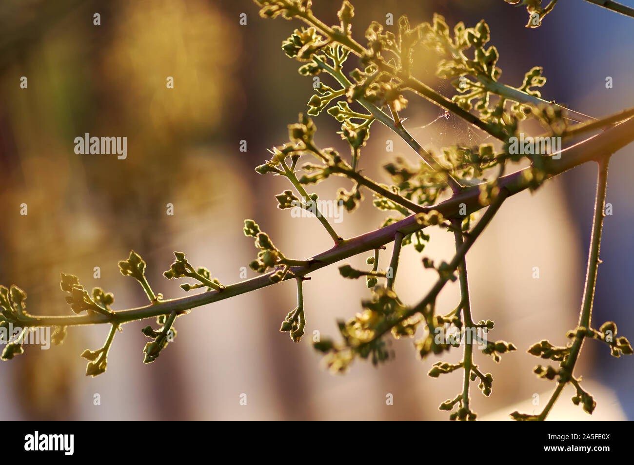 Mango tree in bloom mango hi-res stock photography and images - Alamy