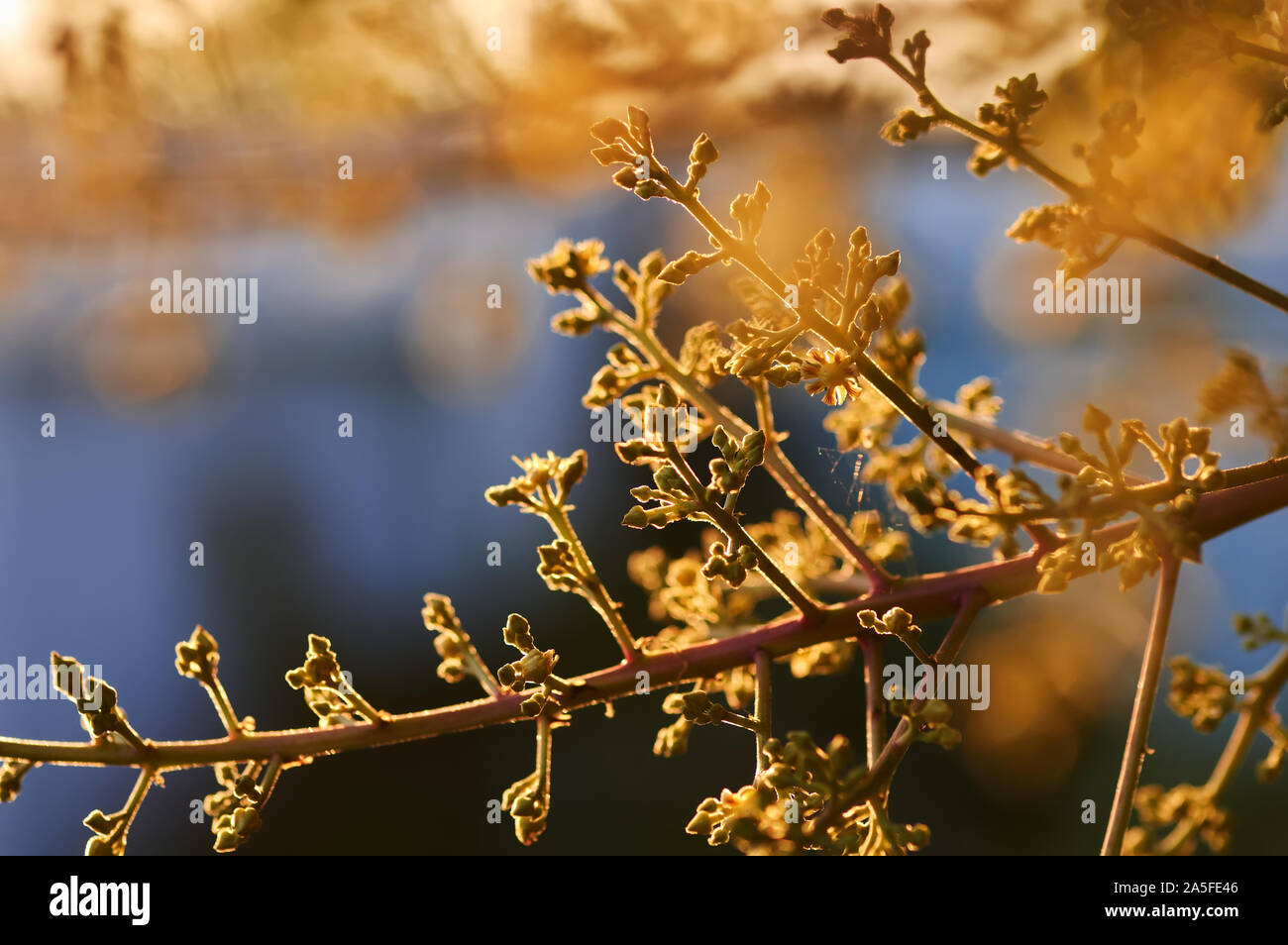 The flower of mango tree in the early season Stock Photo - Alamy